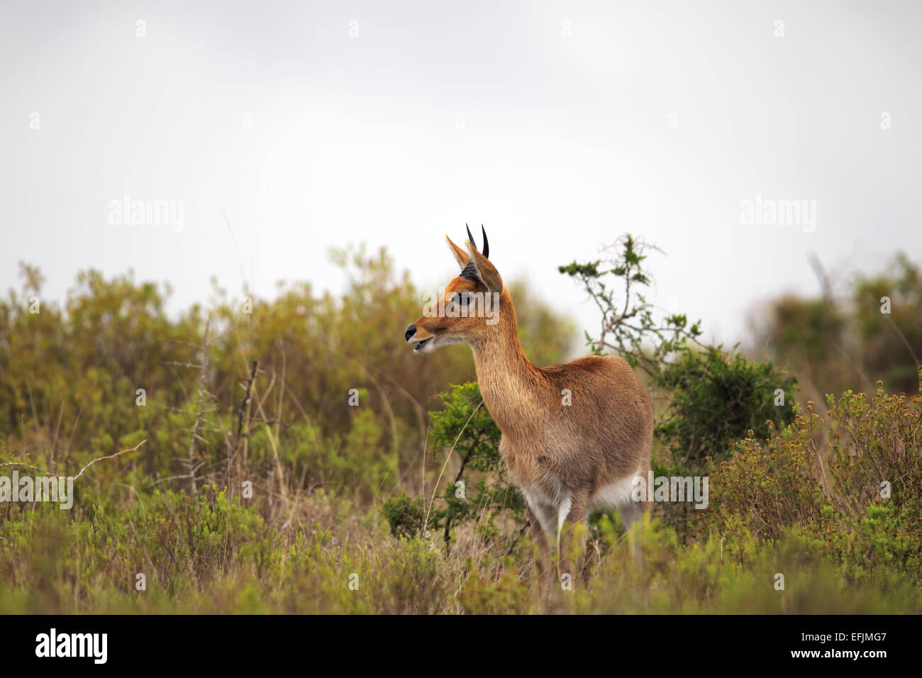 Waterbuck (Kobus ellipsiprymnus) in the Amakhala Game Reserve, Eastern ...