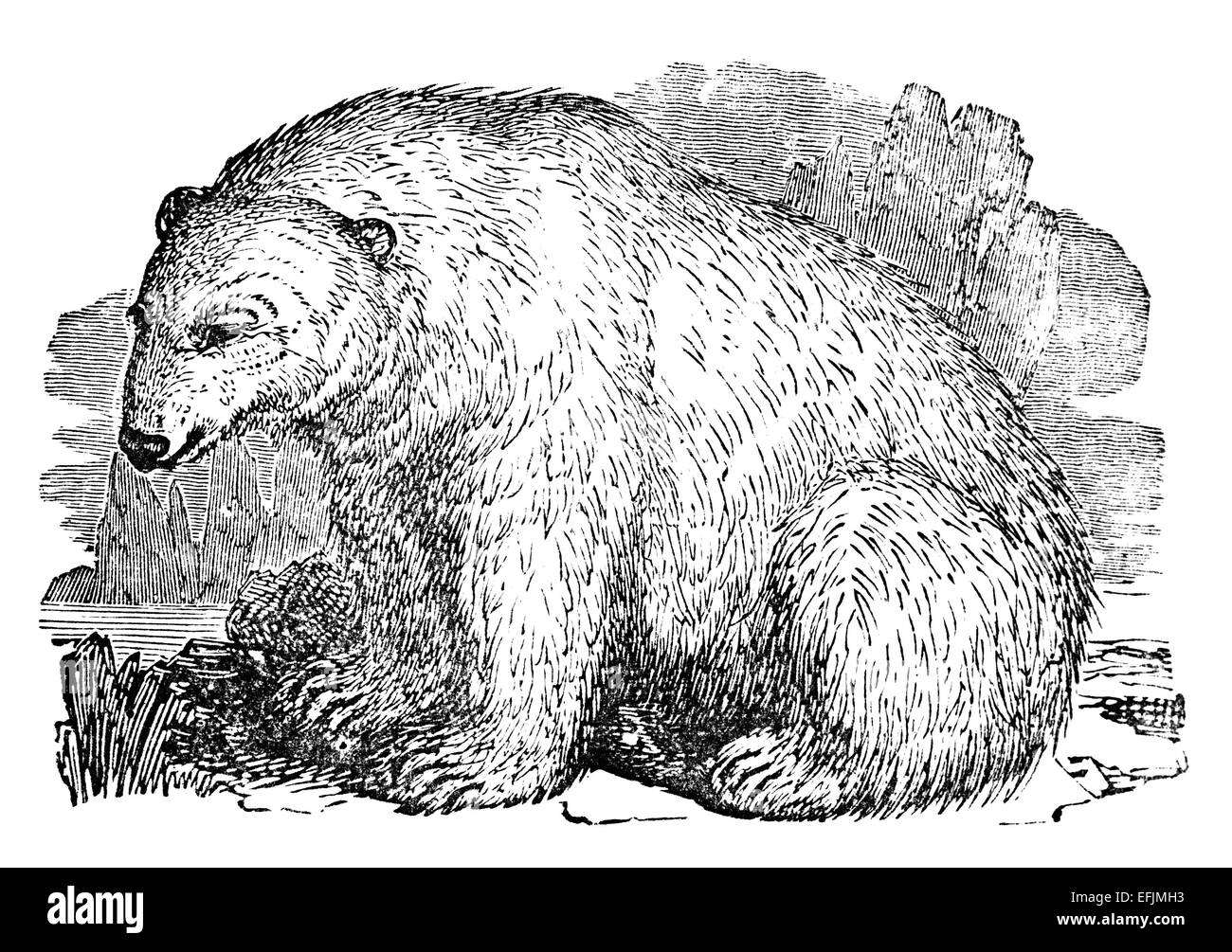 Victorian engraving of a polar bear. Digitally restored image from a ...
