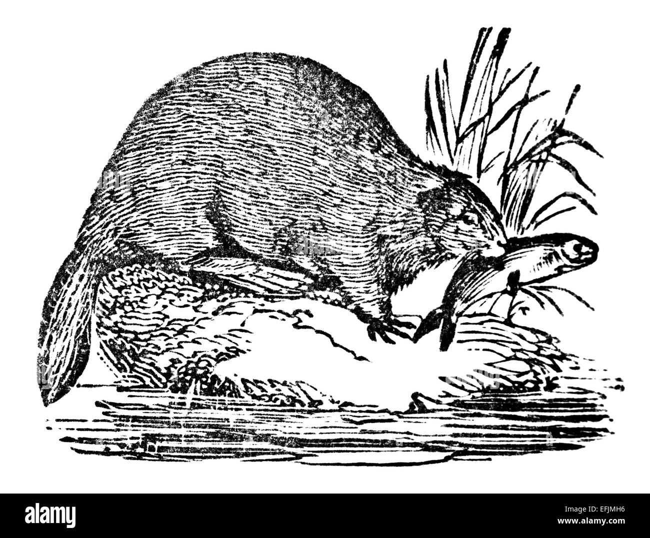 Beaver Cut Out Stock Images & Pictures - Alamy