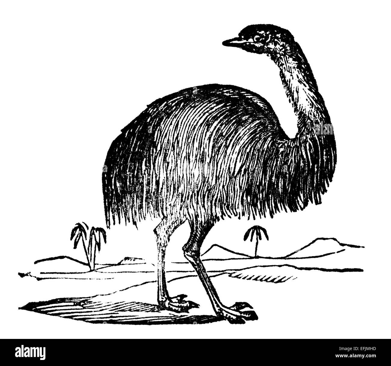 Emu Cut Out Stock Images & Pictures - Alamy