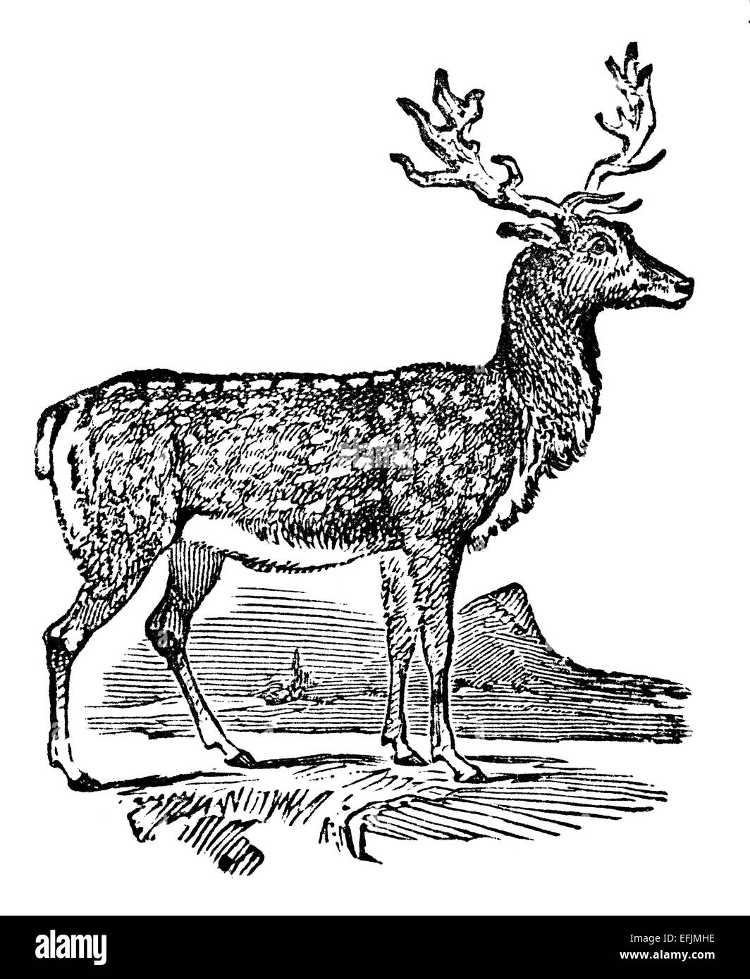 Vintage Drawing Deer Stock Photos & Vintage Drawing Deer Stock Images ...