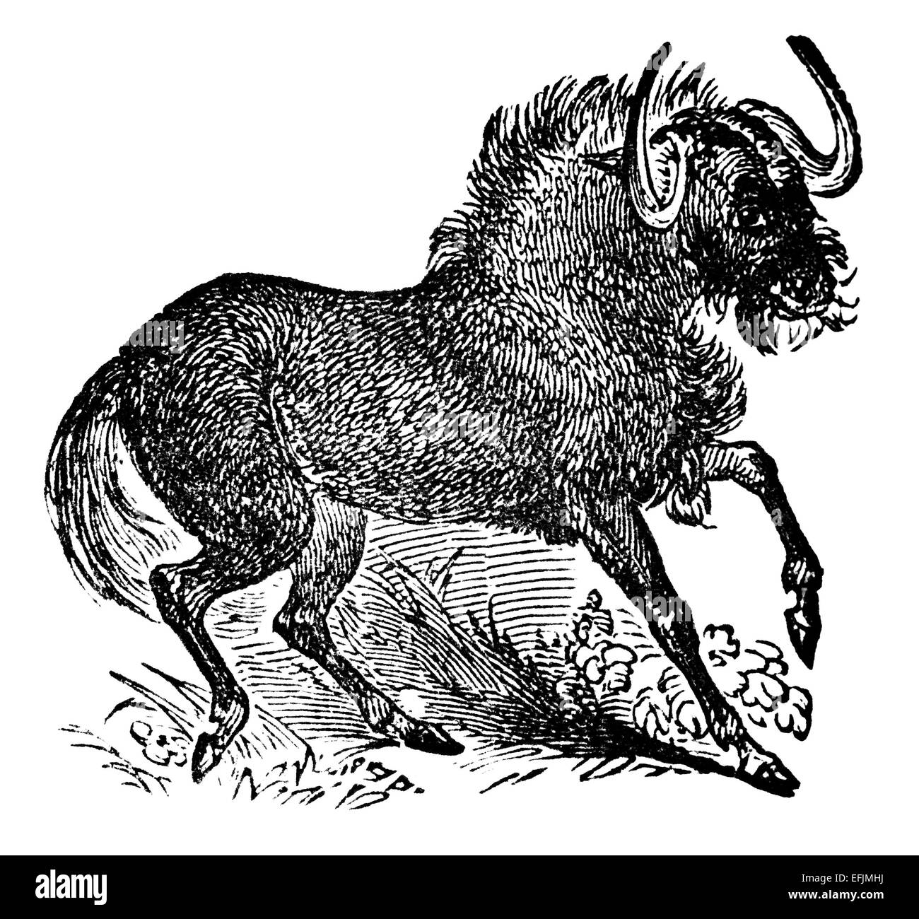 Gnu drawing Black and White Stock Photos & Images - Alamy