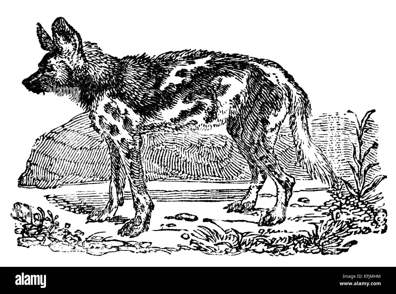 Hyena Cut Out Stock Images & Pictures - Alamy