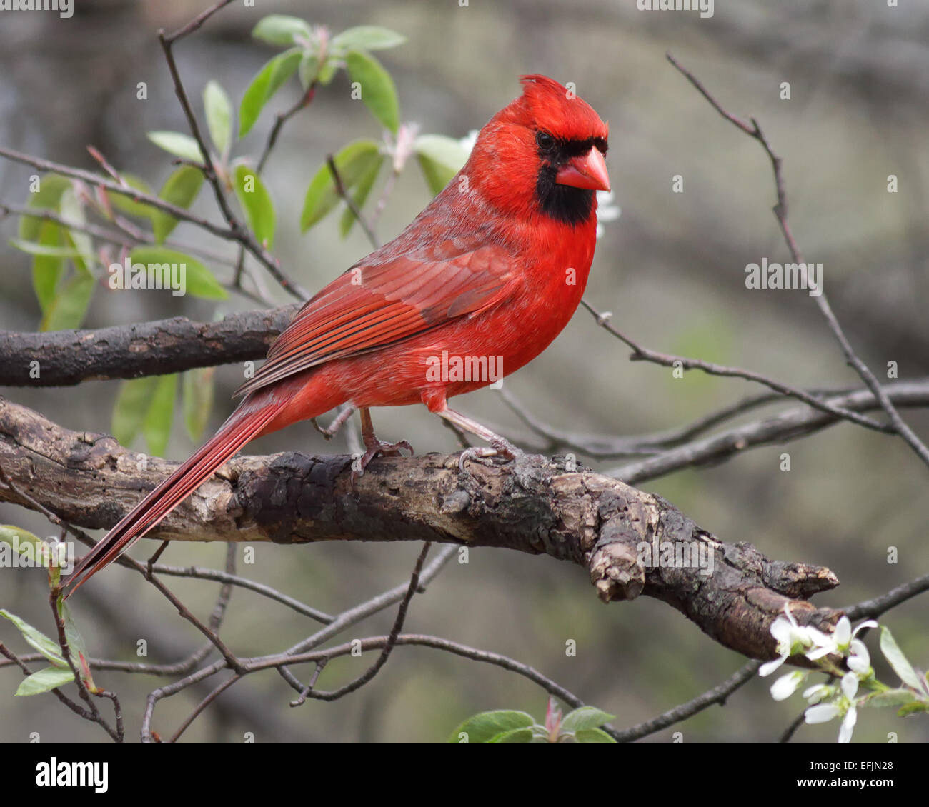 Red cardinal tree hi-res stock photography and images - Alamy