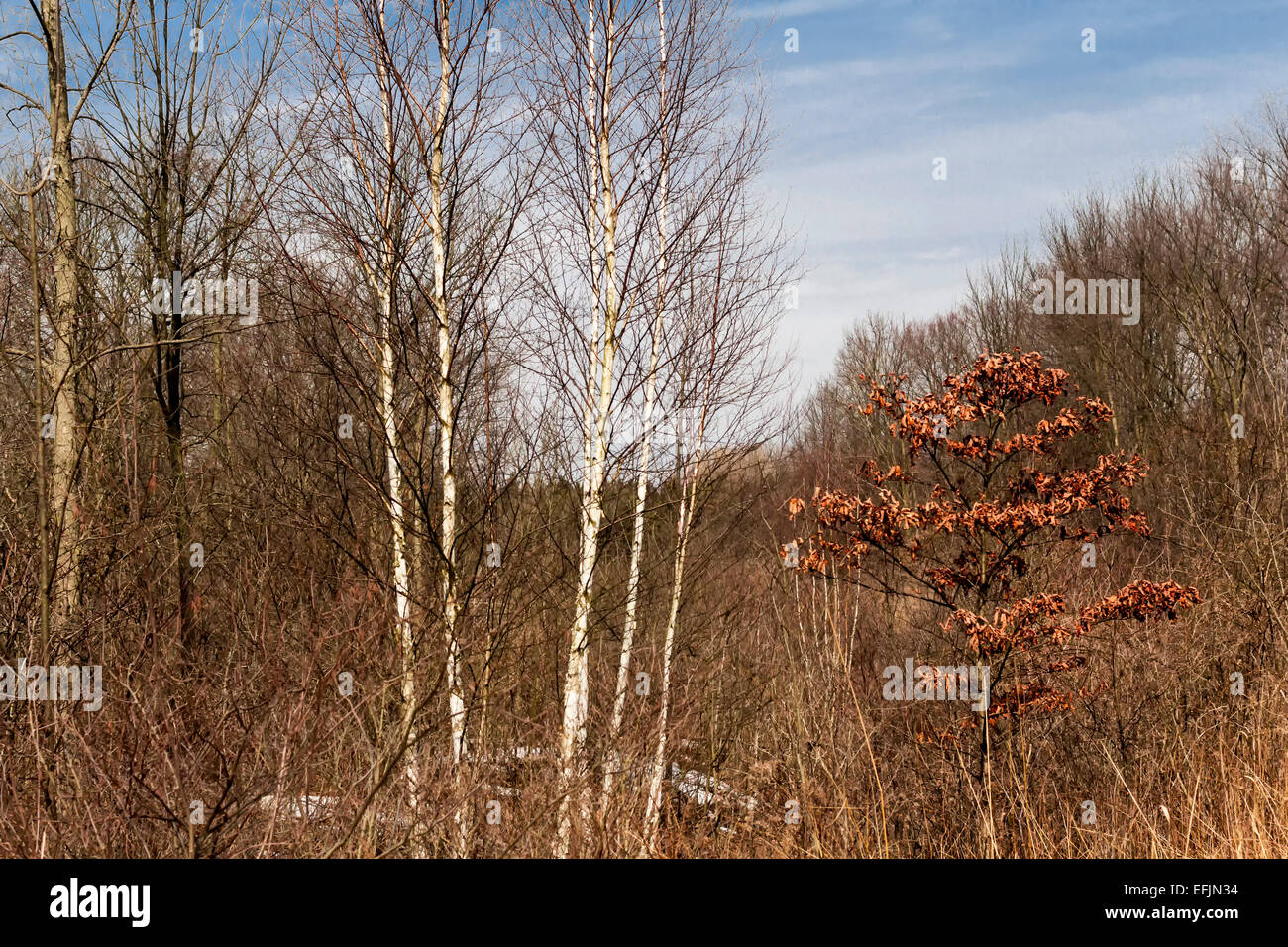 Dormant trees at bush in winter Stock Photo - Alamy