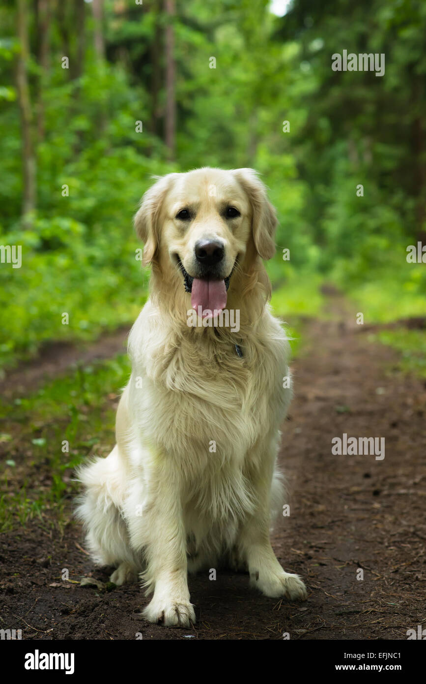 Dark golden retriever hi-res stock photography and images - Alamy