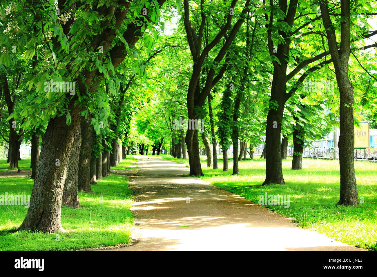 Beautiful Green Park