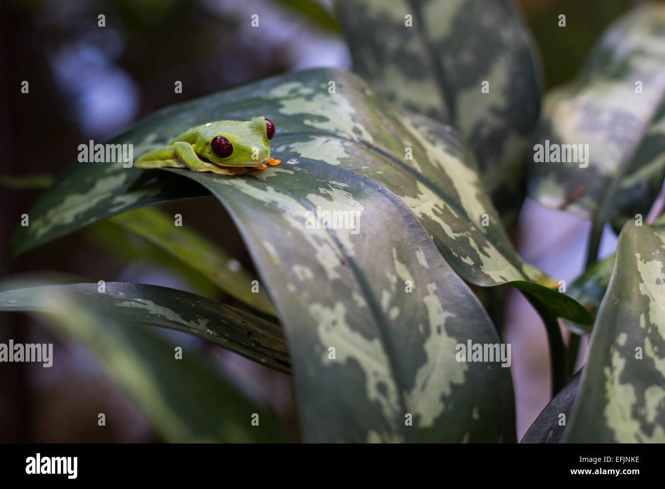 Brook Frog in Costa Rica Stock Photo - Alamy