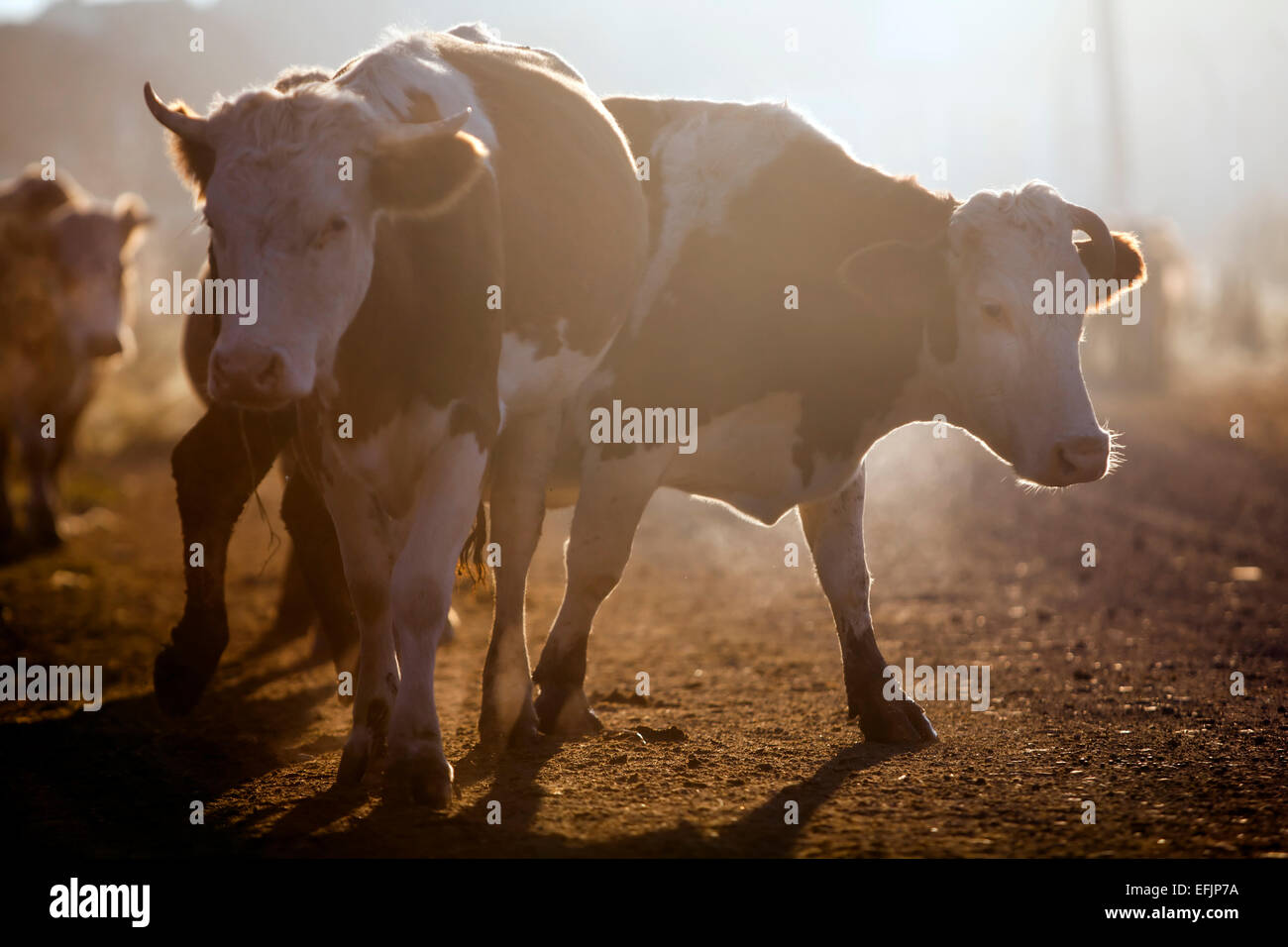 Color horizontal shot of some cows on a village road, at sunrise Stock ...