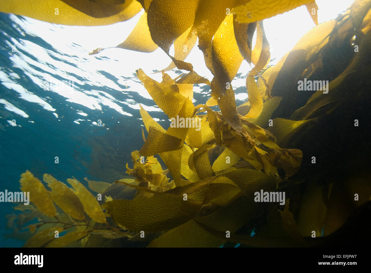 Kelp in sun light Stock Photo - Alamy