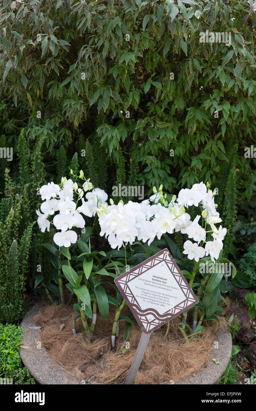 The Singapore National Orchid Garden. Dendrobium Stefanie Sun. Named ...