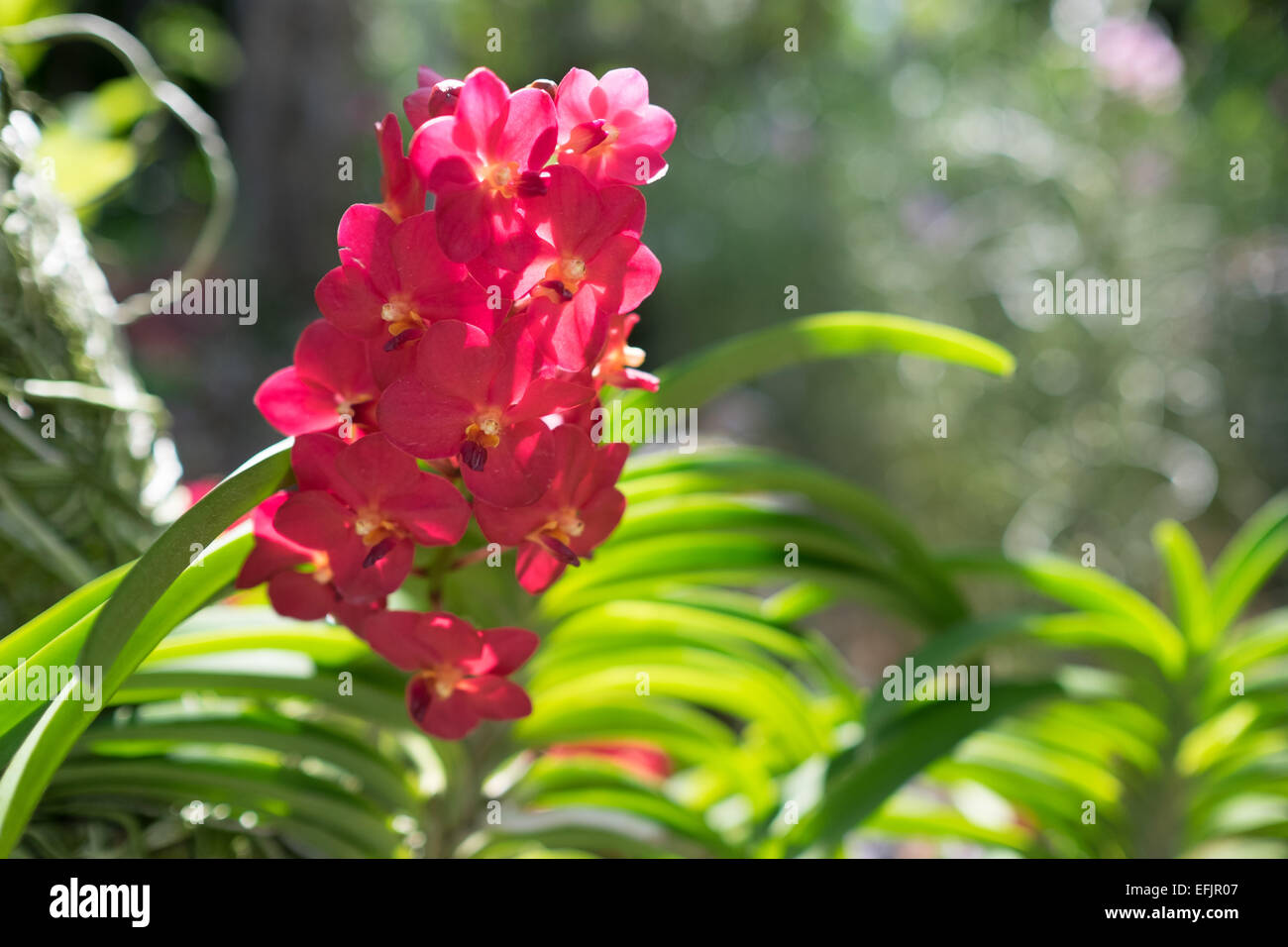 Red orchids at the Singapore National Orchid Garden Stock Photo - Alamy
