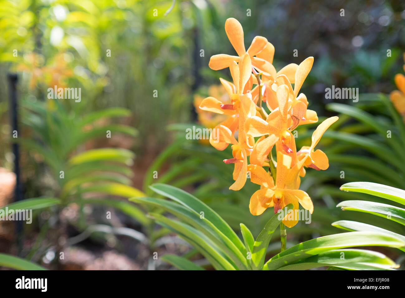 Yellow orchids at the Singapore National Orchid Garden Stock Photo - Alamy