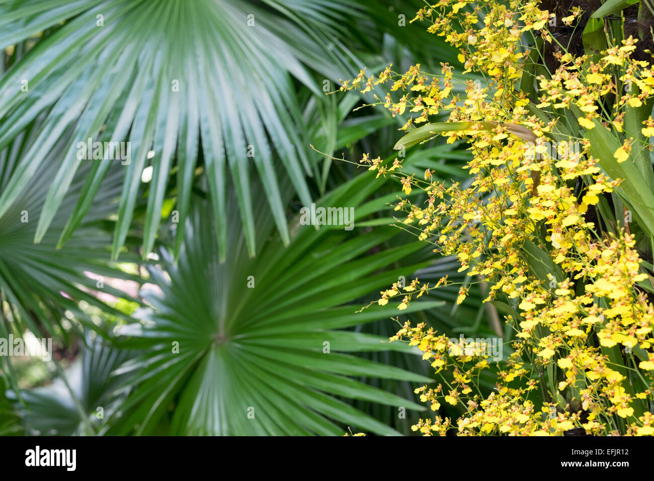 Yellow orchids at the Singapore National Orchid Garden Stock Photo - Alamy