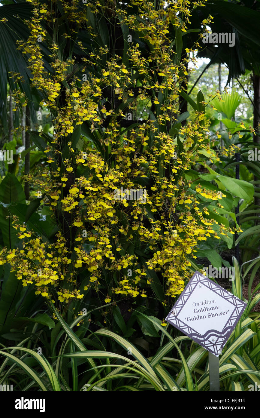 Golden orchid hi-res stock photography and images - Alamy