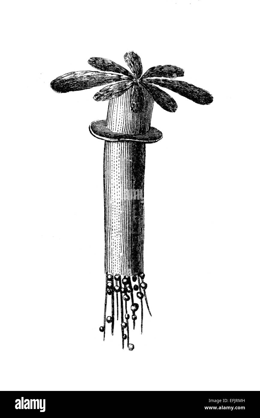 Victorian engraving of a coral. Digitally restored image from a mid ...