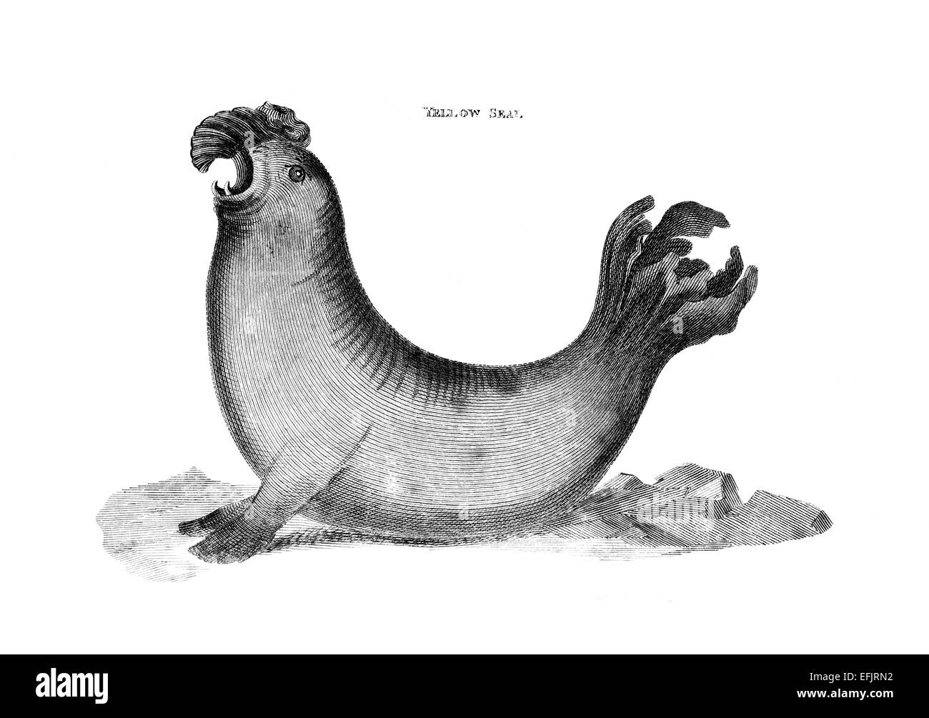 Victorian engraving of a seal. Digitally restored image from a mid-19th ...
