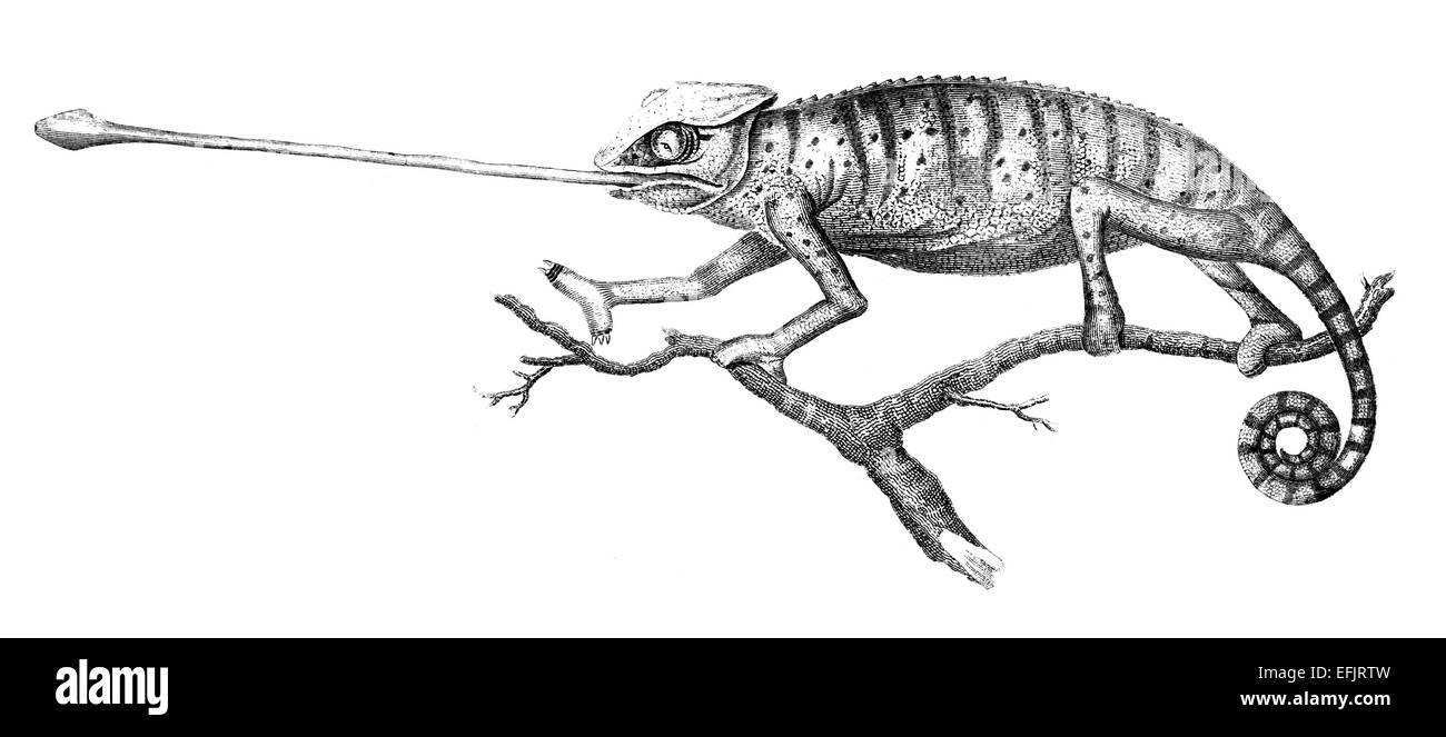 Chameleon tongue Cut Out Stock Images & Pictures - Alamy