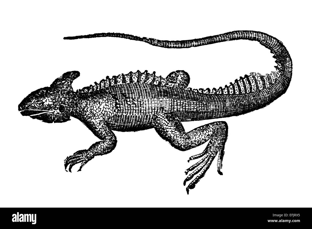 Victorian engraving of a basilisk. Digitally restored image from a mid ...