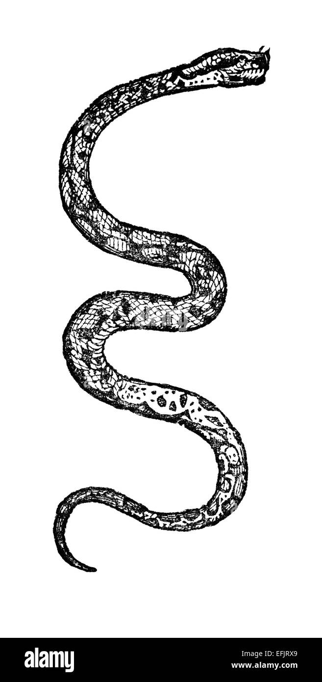 Boa constrictor snake Black and White Stock Photos & Images - Alamy