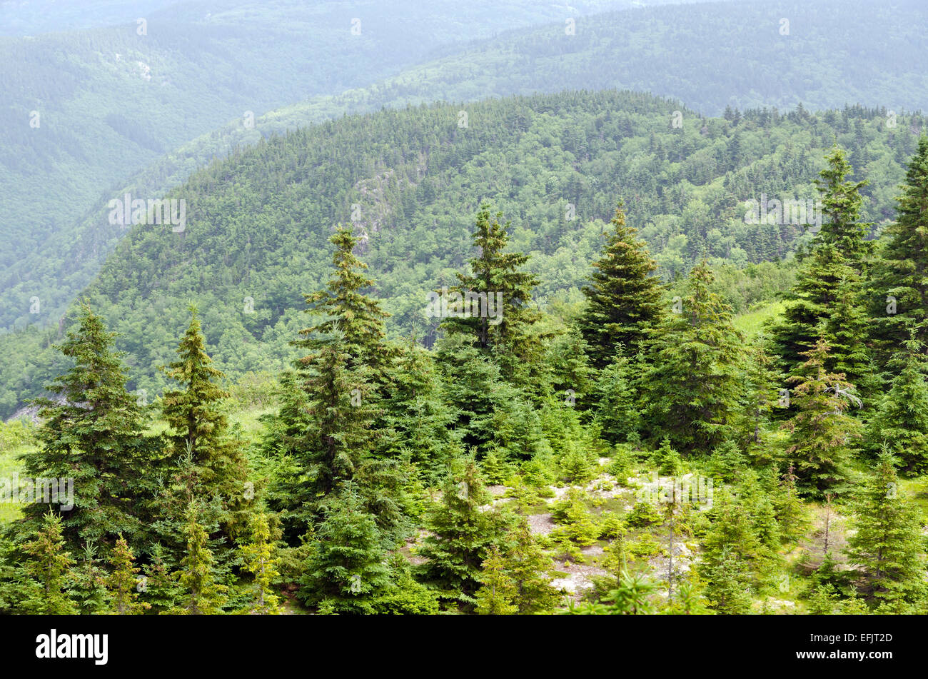 Spruce forest in the Cape Breton Highlands National Park Stock Photo ...