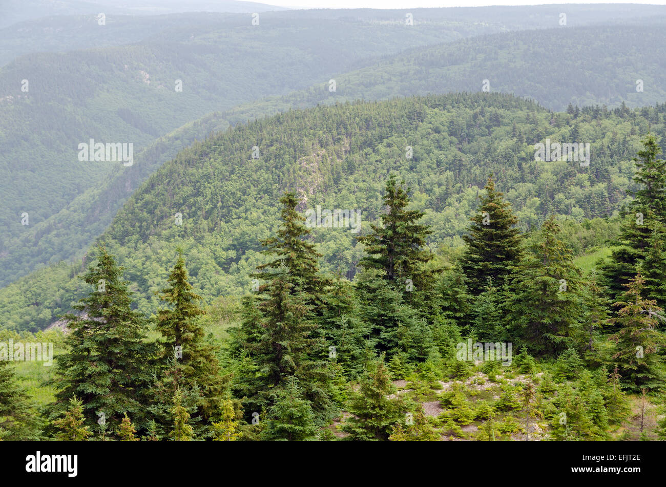 Spruce forest in the Cape Breton Highlands National Park Stock Photo ...