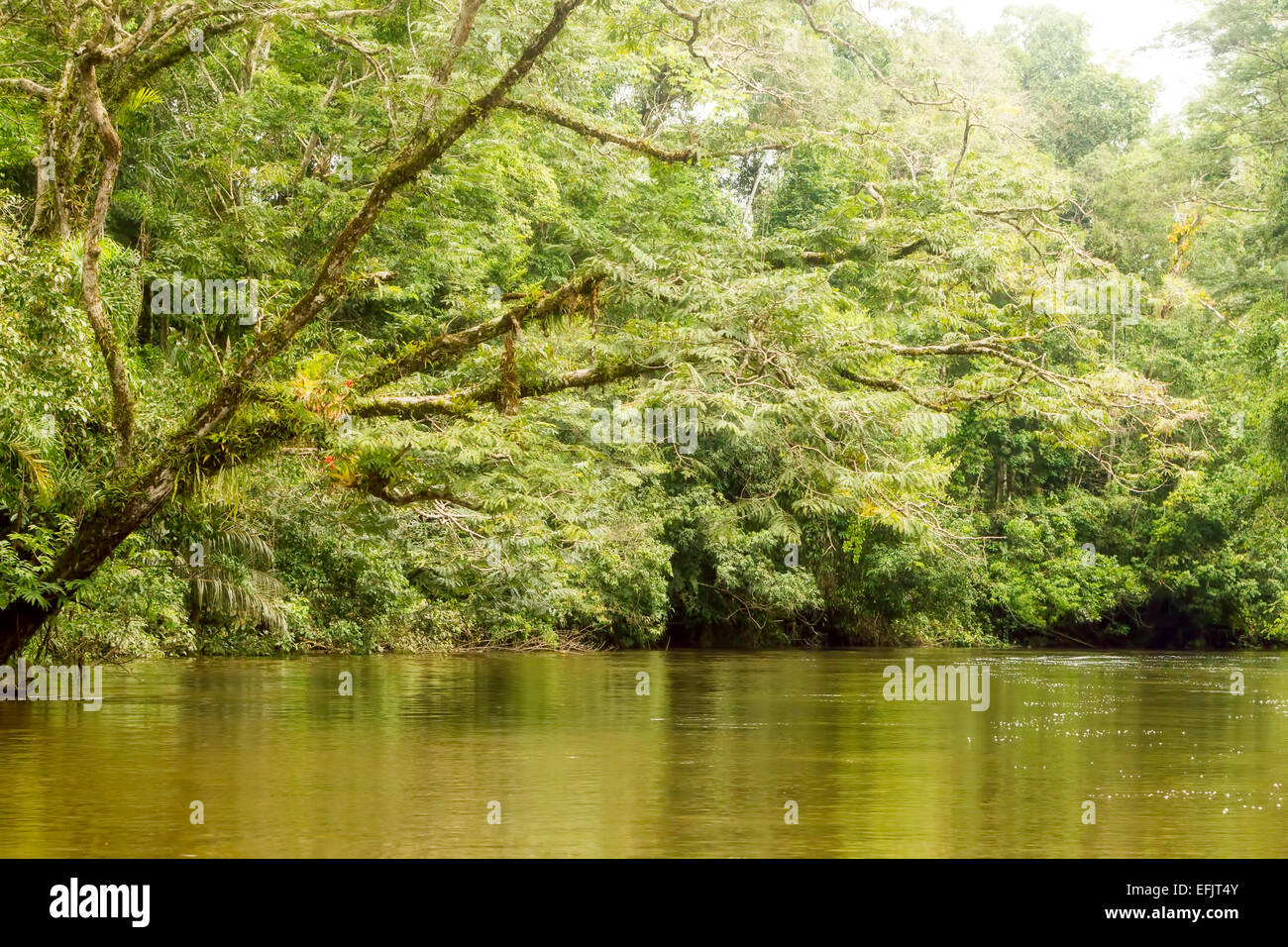 Typical swamp vegetation hi-res stock photography and images - Alamy
