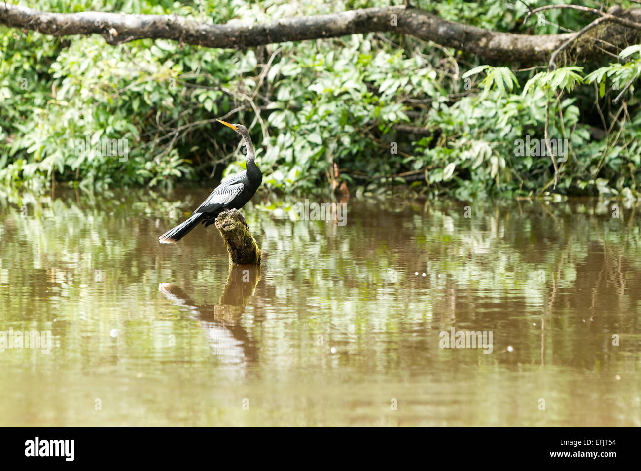 Anhinga Or Snakebird Resting Cuyabeno National Park Ecuador Stock Photo ...
