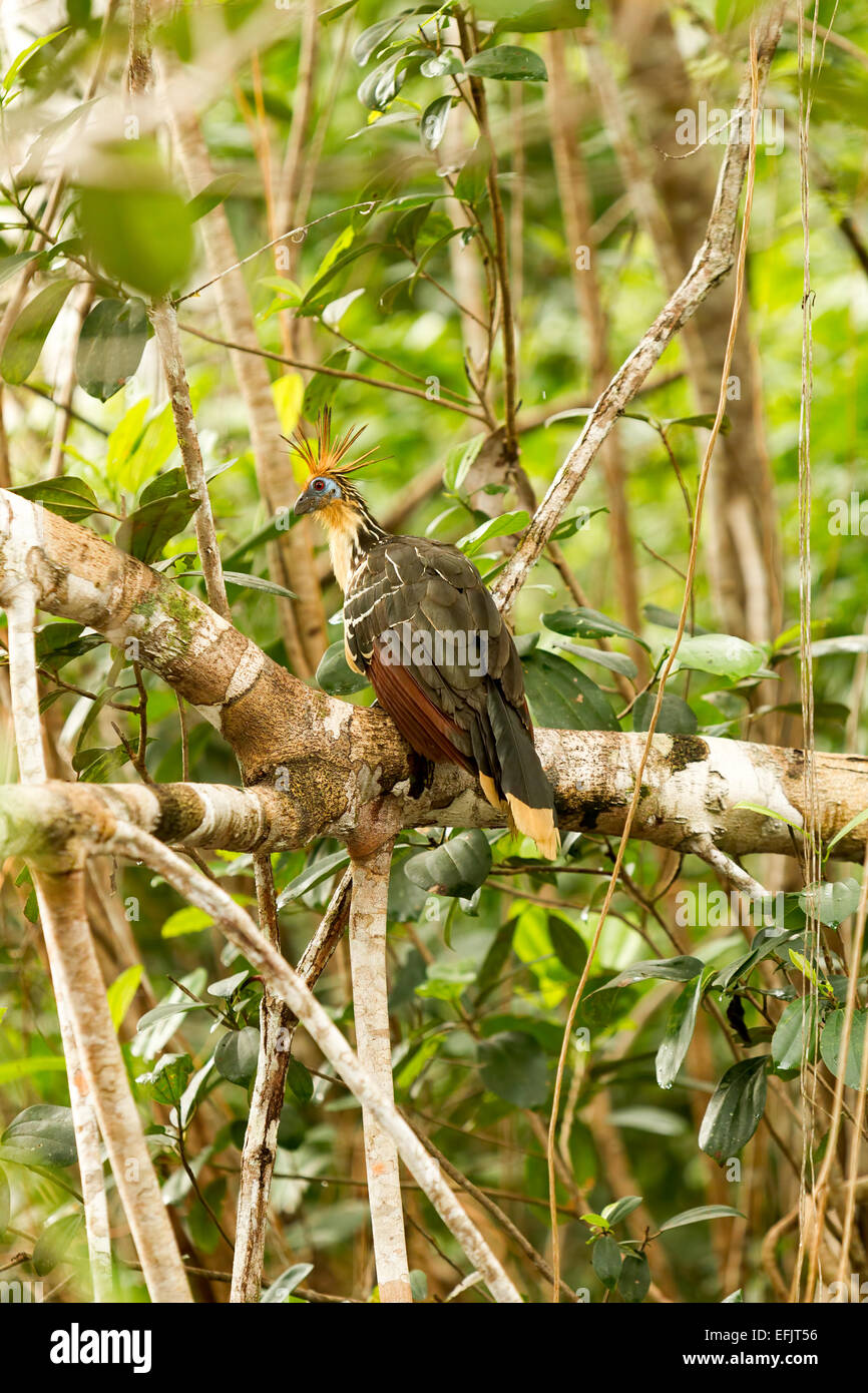 Hoatzin bird hi-res stock photography and images - Alamy