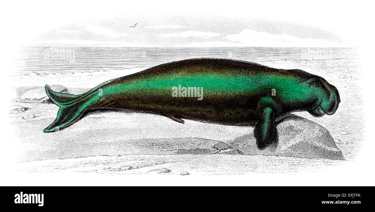 Manatee image Cut Out Stock Images & Pictures - Alamy