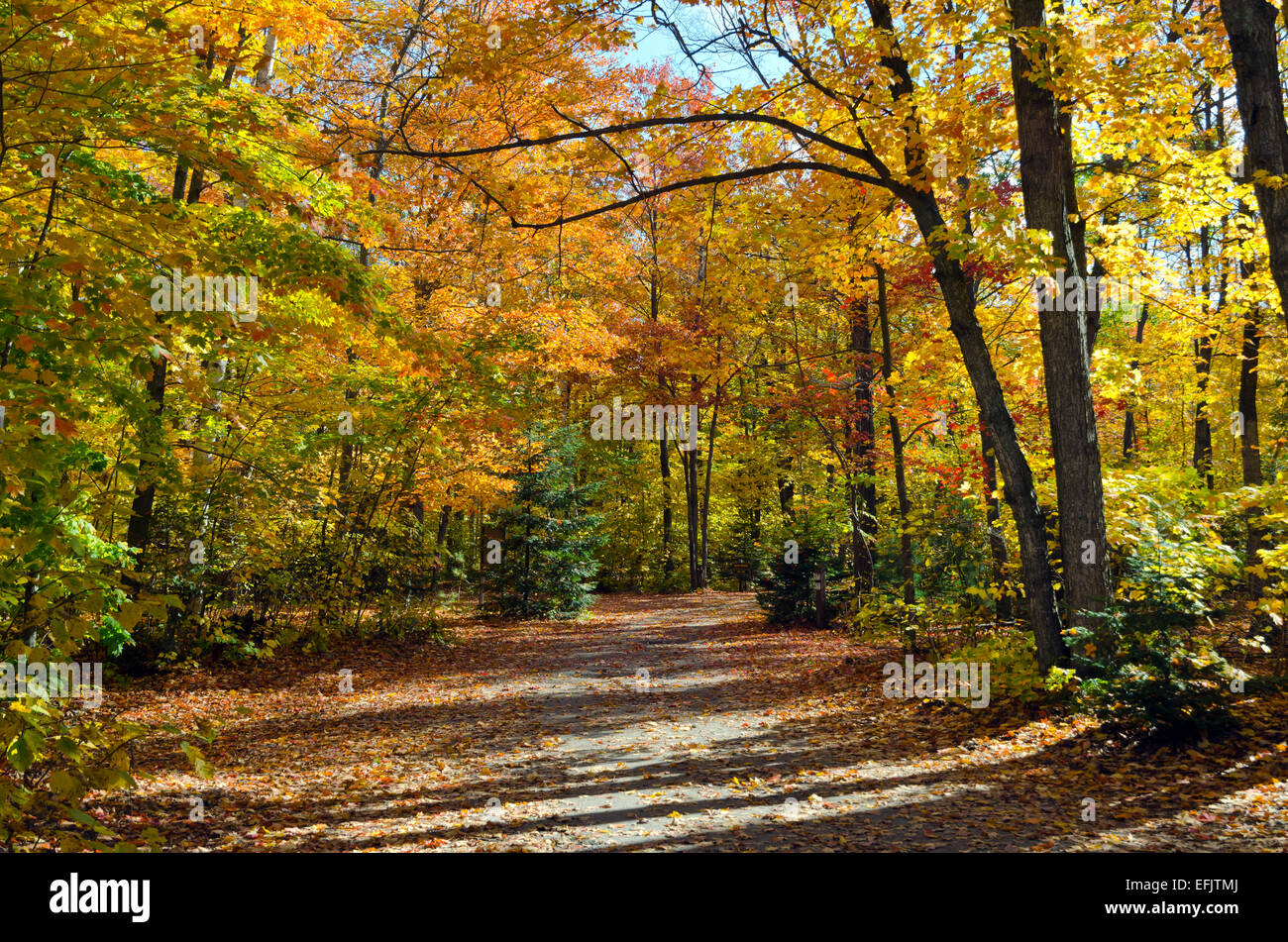 Colorful trees in park hi-res stock photography and images - Alamy