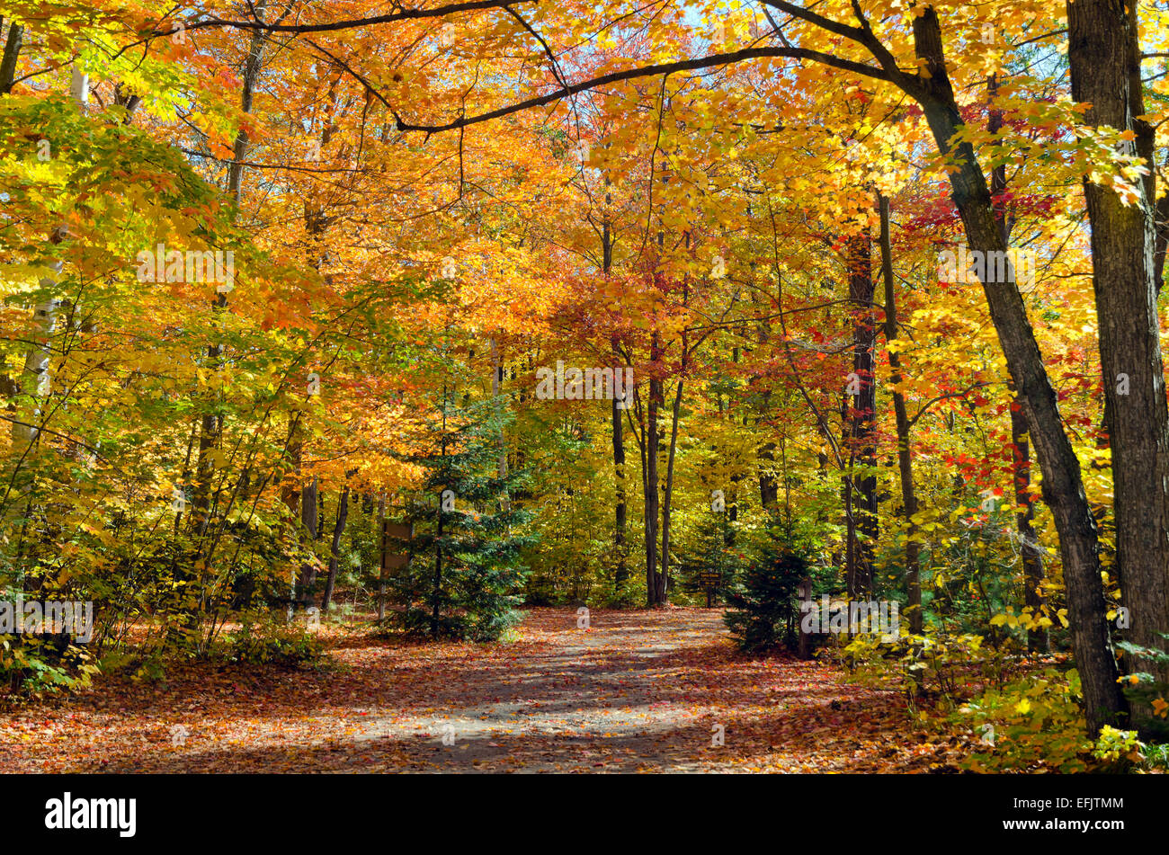 Golden trees fall canada hi-res stock photography and images - Alamy