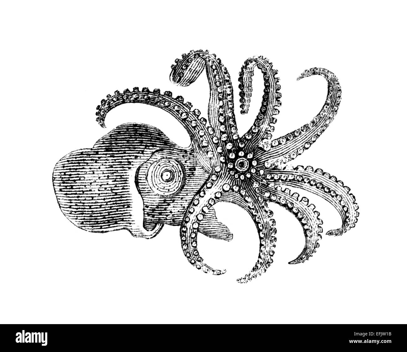Argonaut octopus hi-res stock photography and images - Alamy