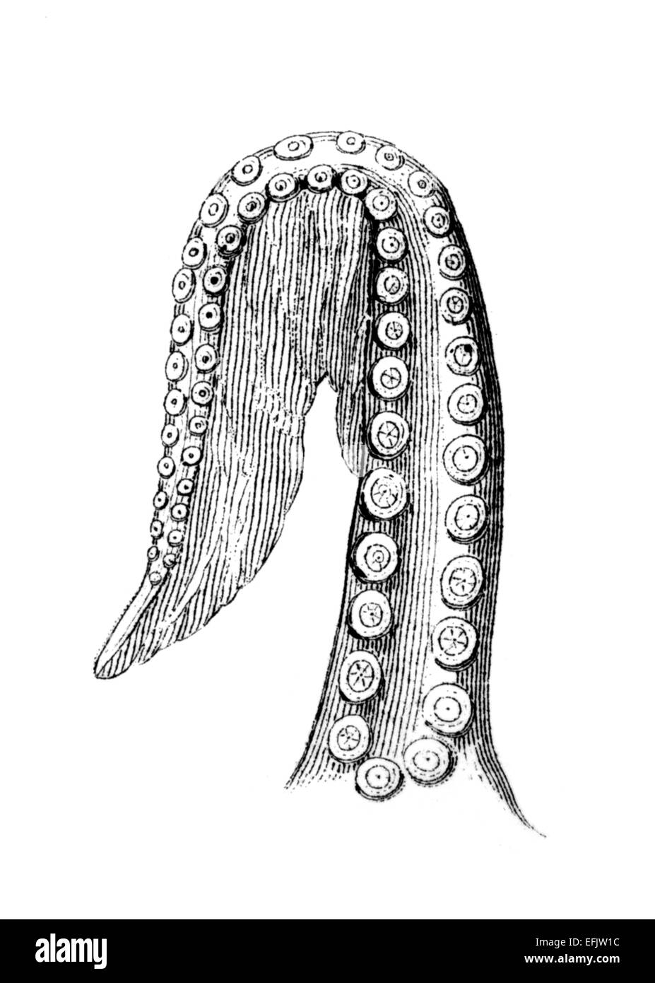 Vintage octopus illustration victorian hi-res stock photography and ...