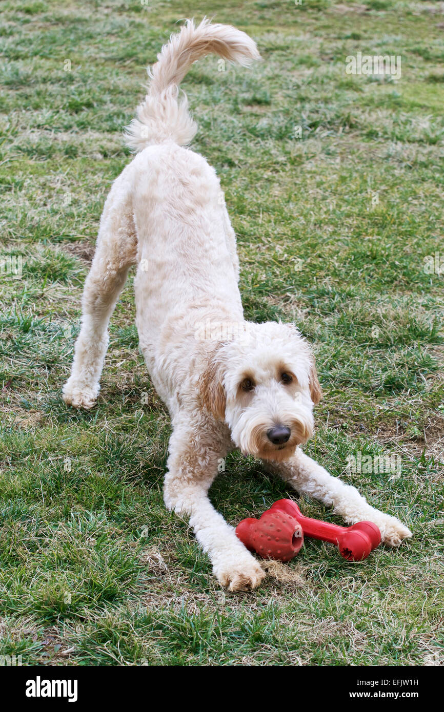 Happy young goldendoodle dog wagging tail wanting to play with toys ... Happy young goldendoodle dog wagging tail wanting to play with toys ...