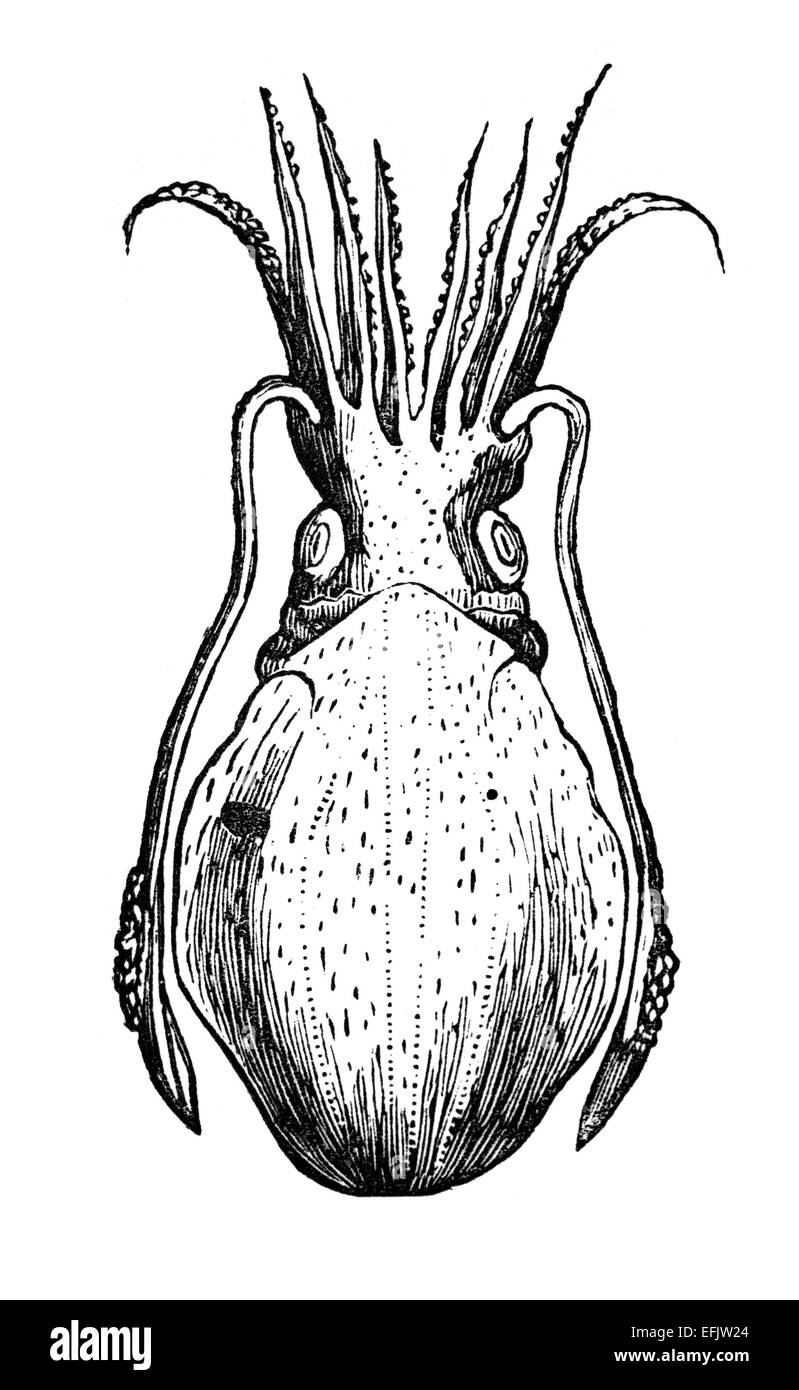 Cuttlefish Diagram