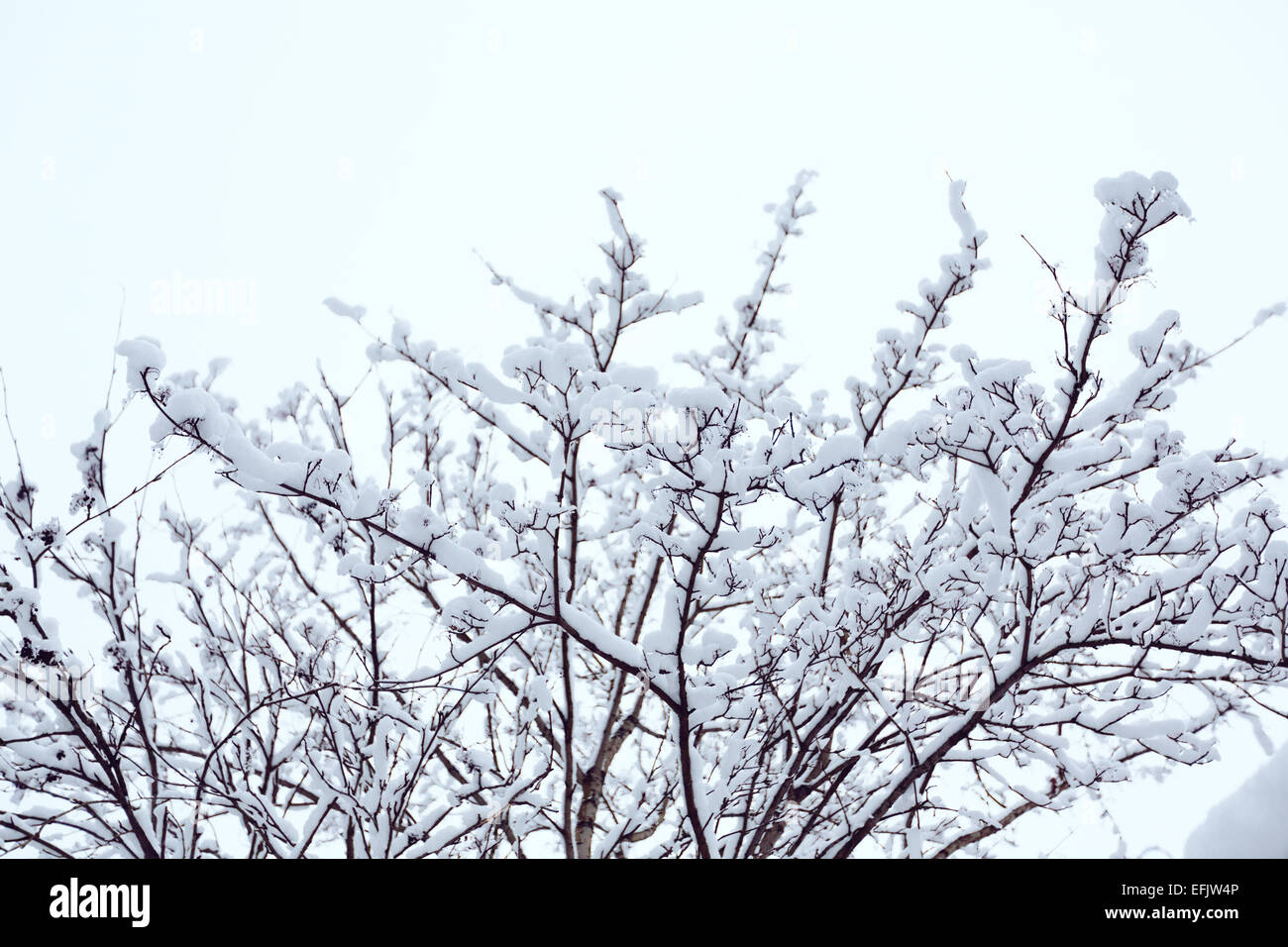 Snow covered tree branches Stock Photo - Alamy