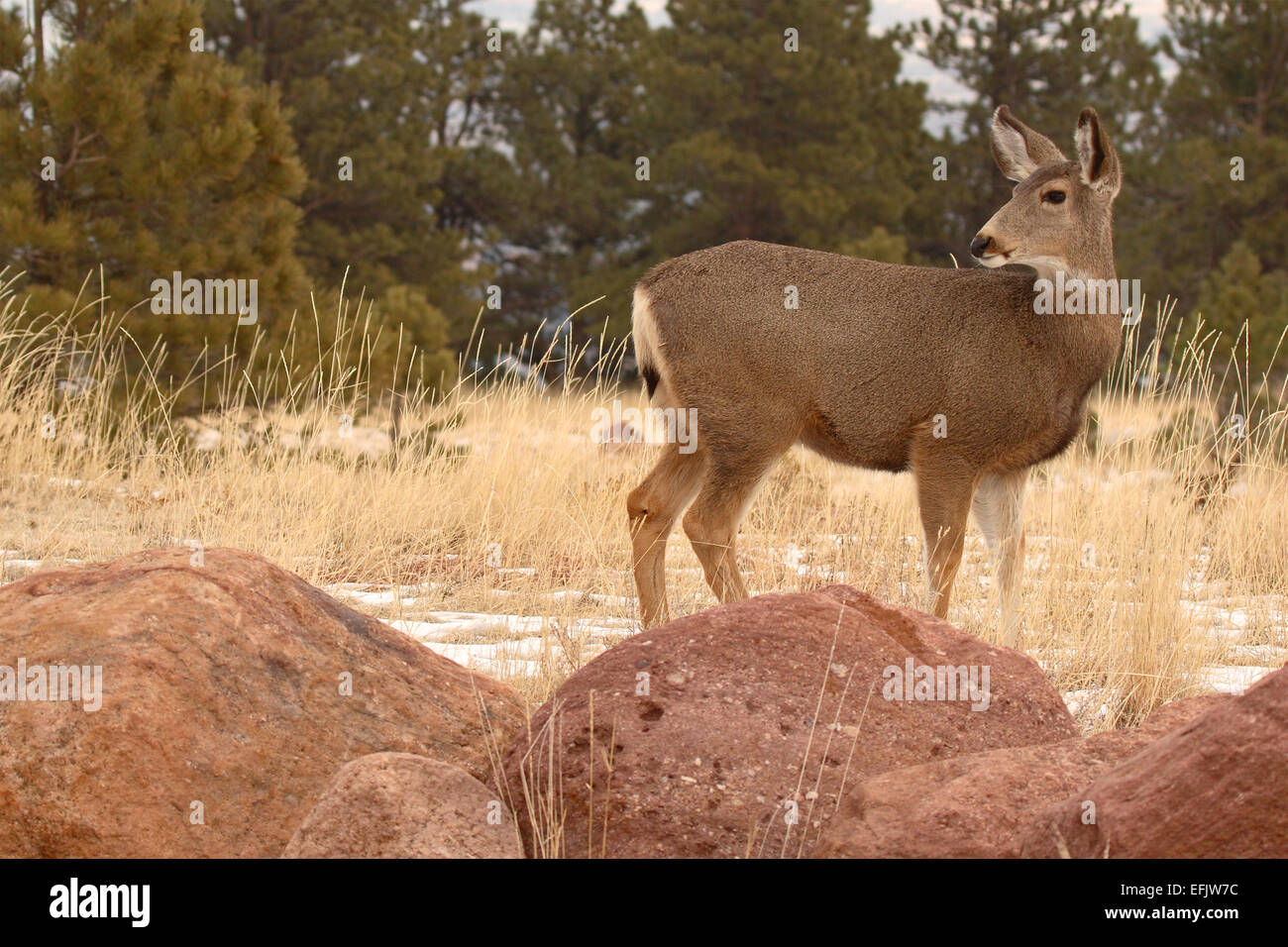 Red rocks deer hi-res stock photography and images - Alamy