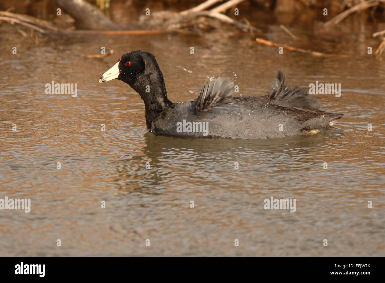 An American Coot flipping its stubby wing Stock Photo - Alamy