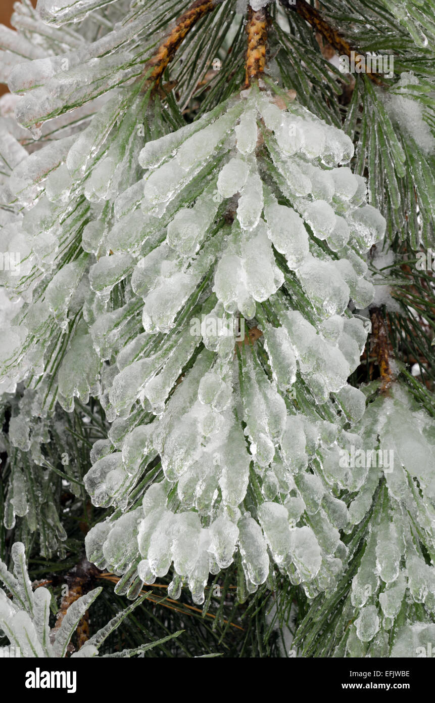 Twigs of tree encased in ice after a freezing rain storm Stock Photo ...