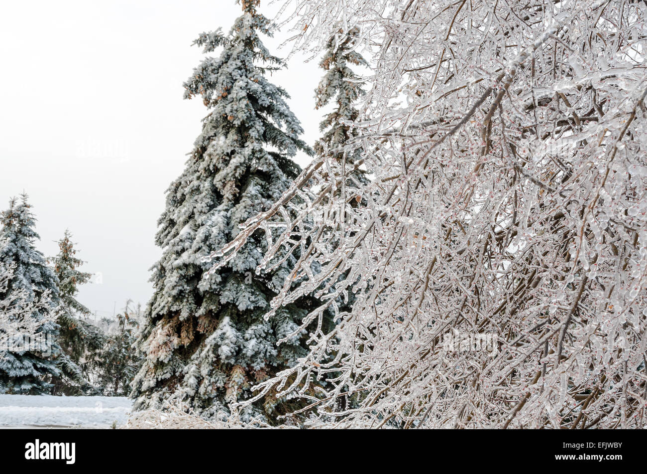 Twigs of tree encased in ice after a freezing rain storm Stock Photo ...