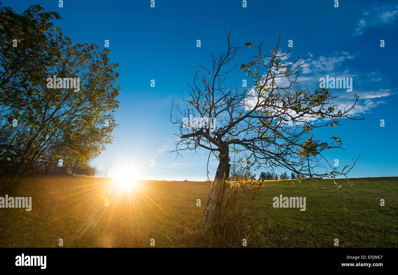 Sunlight in the morning. Old tree Stock Photo - Alamy