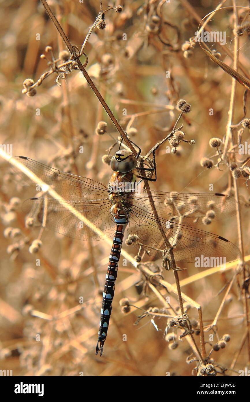 Male Migrant Hawker Dragonfly Stock Photo - Alamy