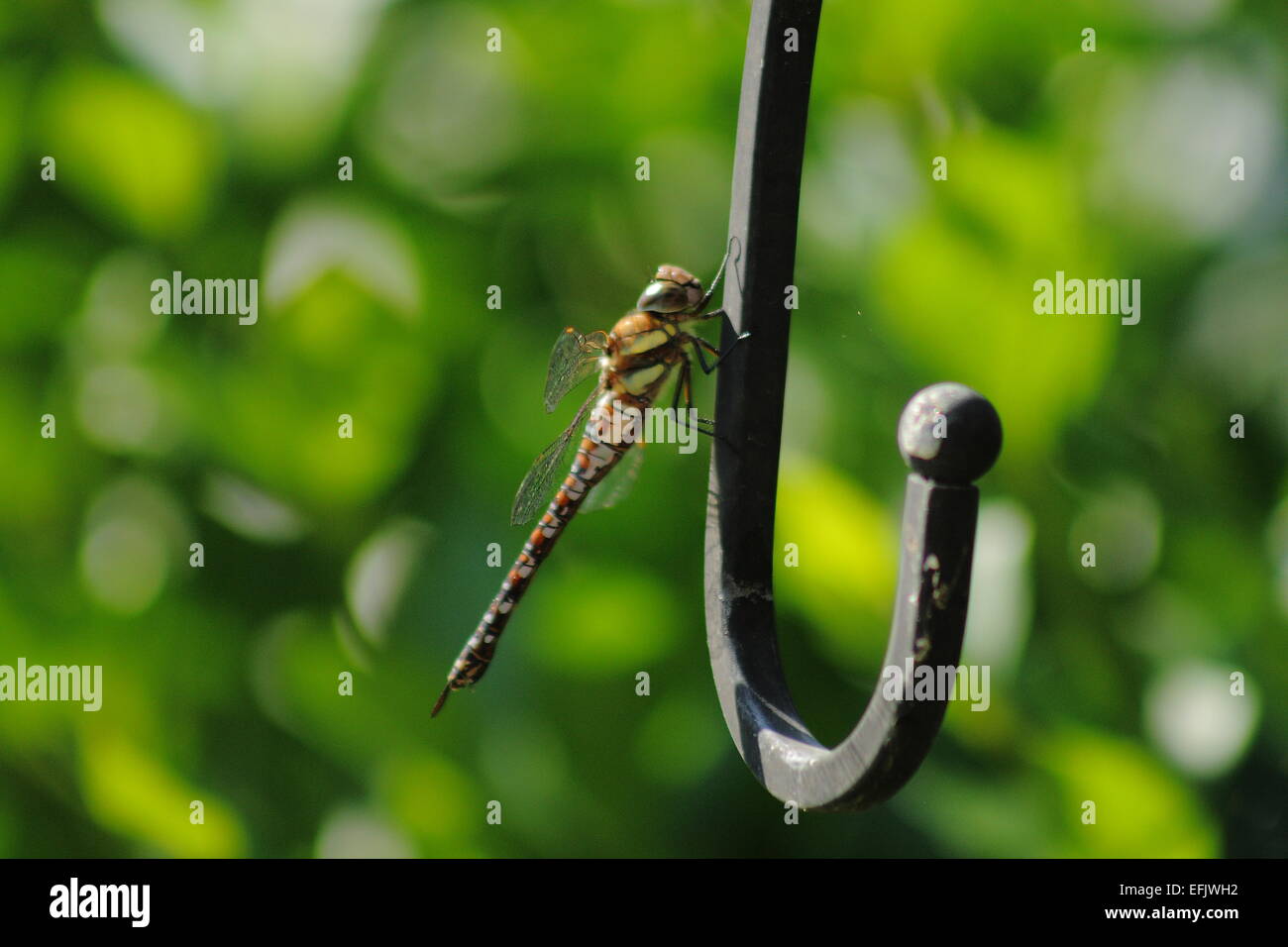 Female Migrant Hawker Dragonfly Stock Photo - Alamy