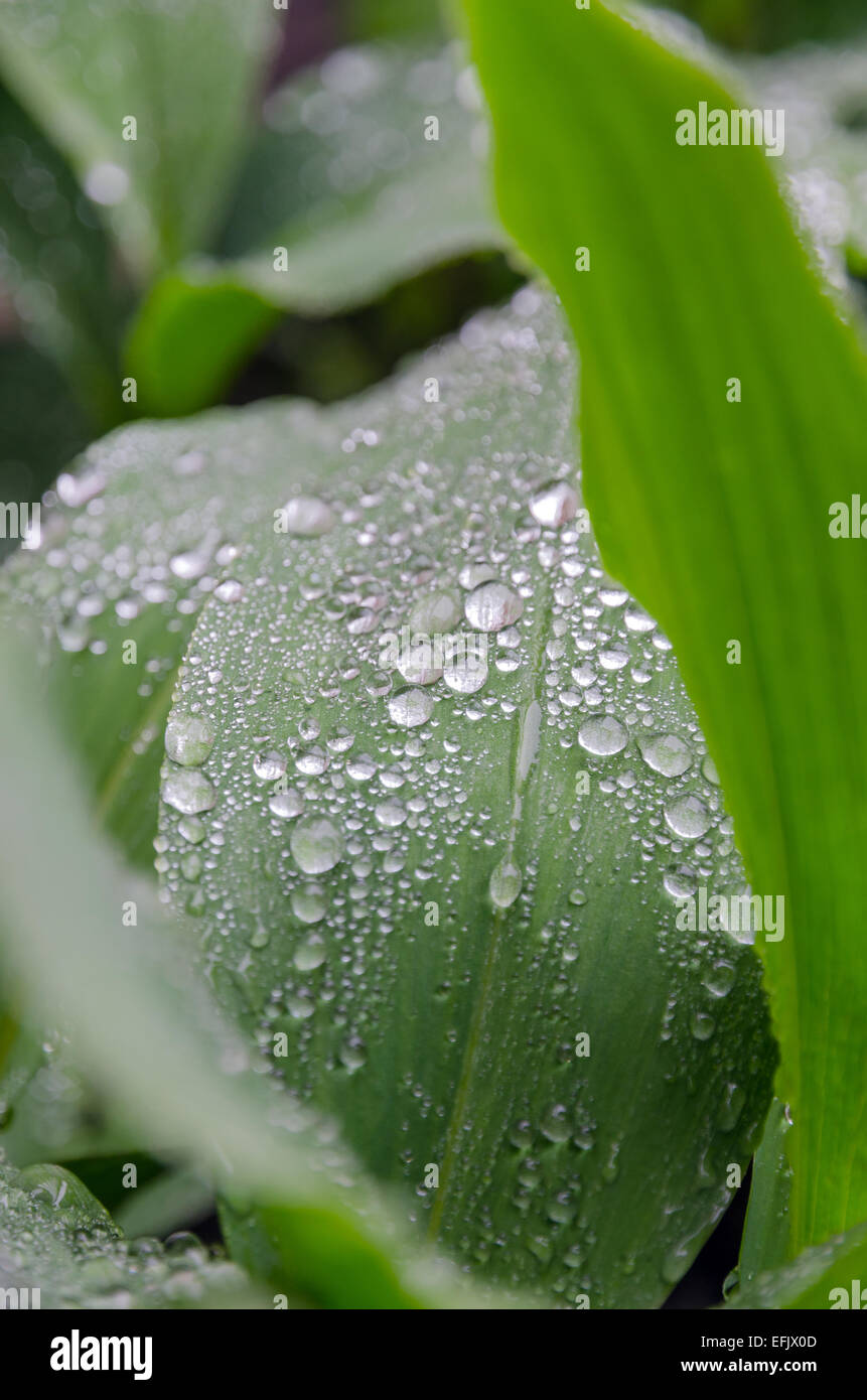 lily-of-the-valley and dew drops on the leaves Stock Photo - Alamy