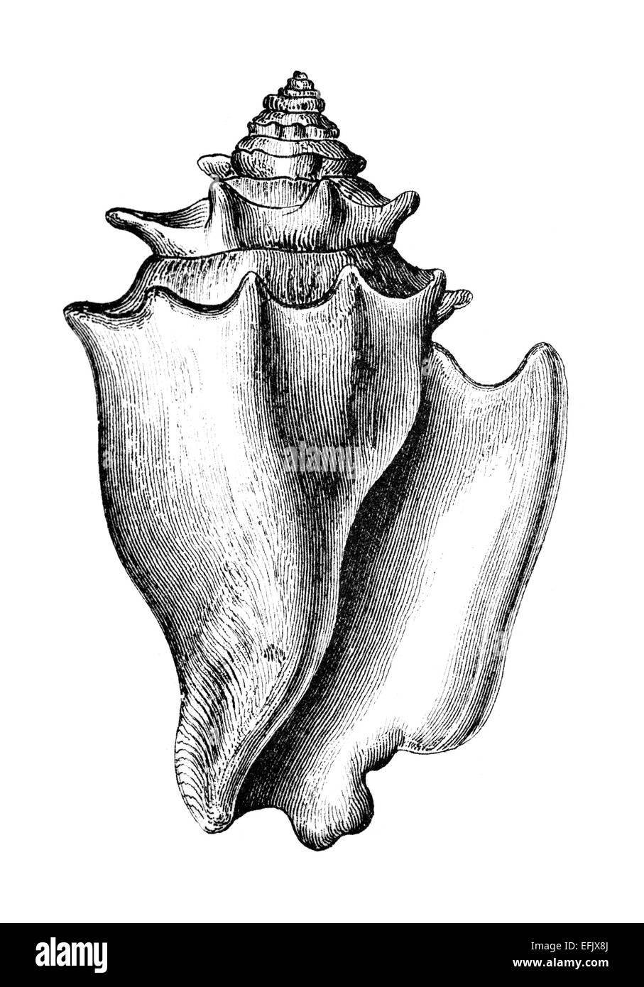 How To Draw A Conch Shell