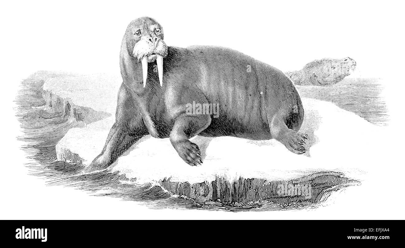 Photographed from book titled national Cut Out Stock Images & Pictures ...