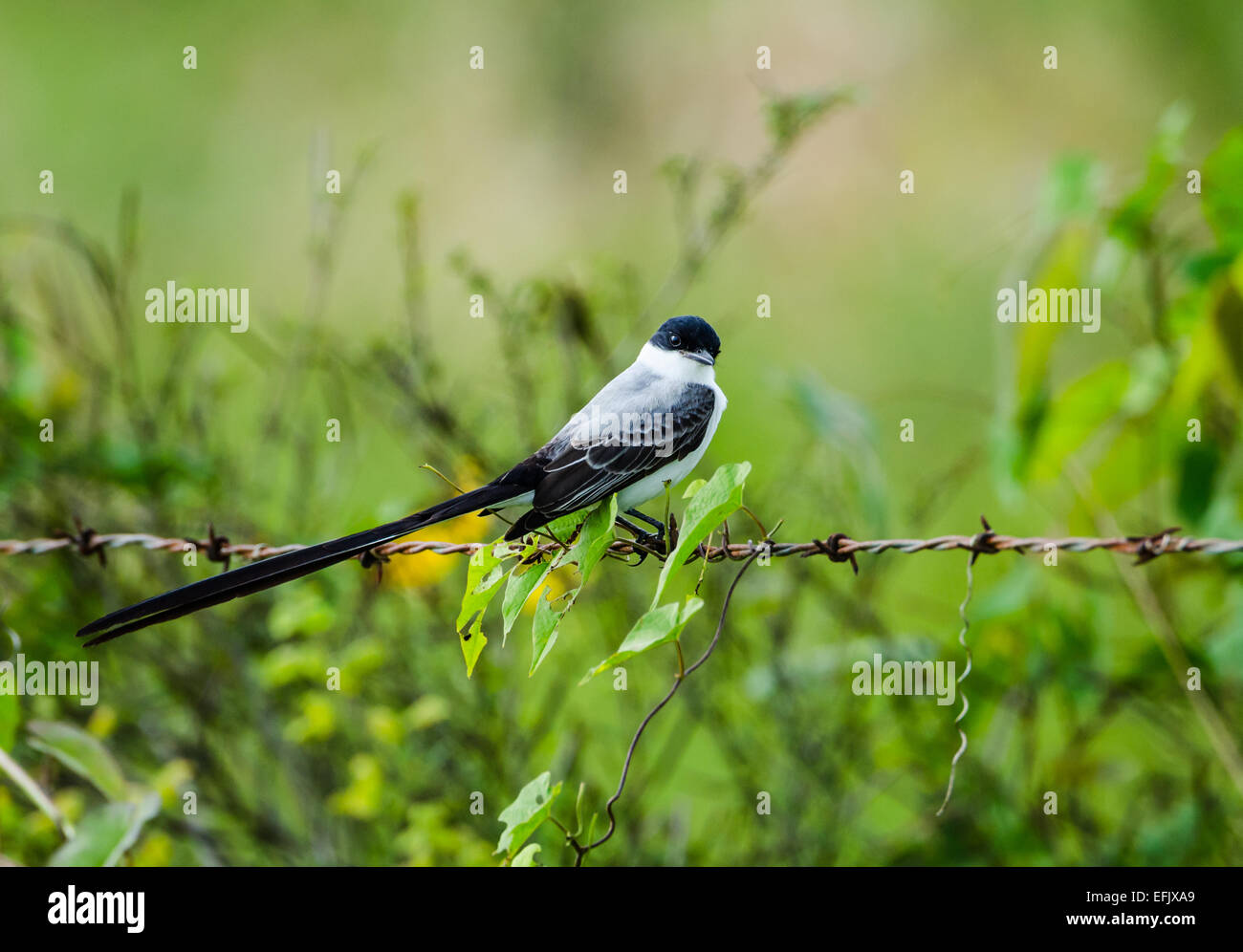 Fork-tailed Flycatcher (Tyrannus savana) perched on barbwire fence ...
