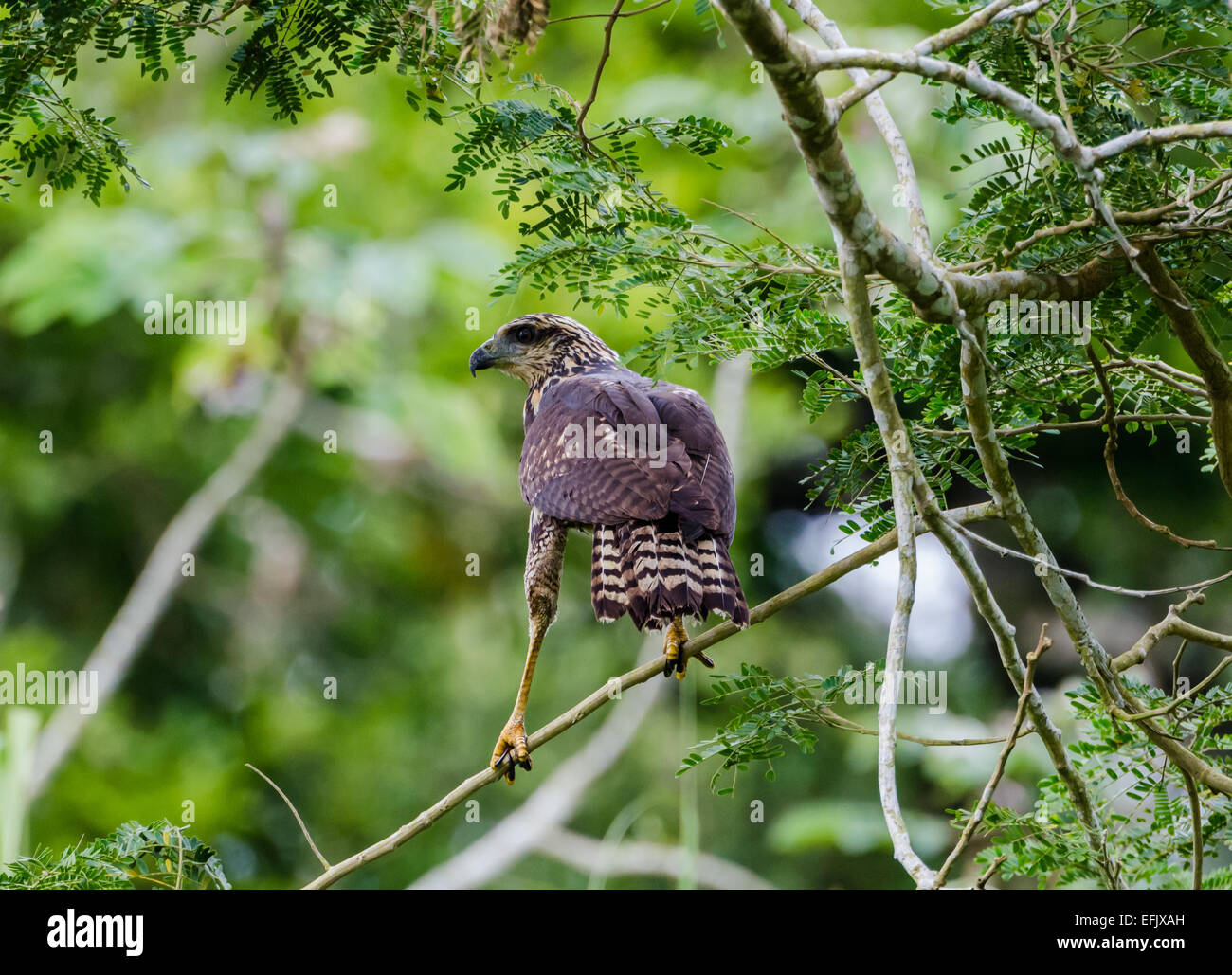 A juvenile Great Black Hawk (Buteogallus urubitinga) standing on a ...