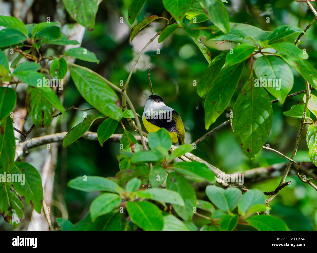 A male White-collared Manakin (Manacus candei) in the tree. Belize ...